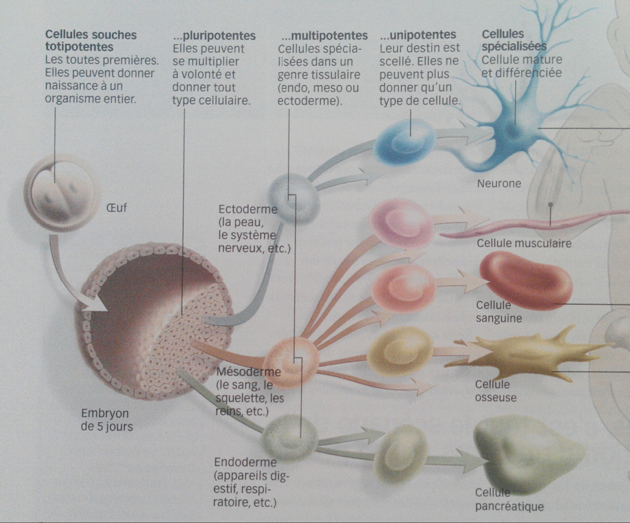 Cellules Souches, éléments centraux de la quête d'éternité (SVT) :: TPE